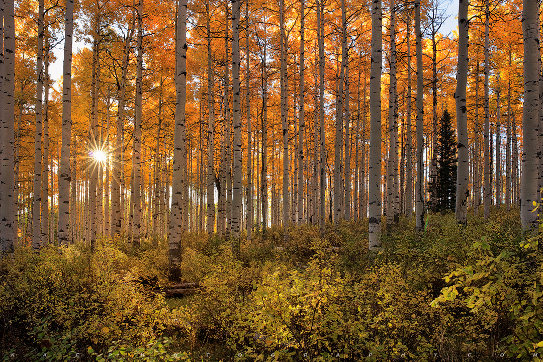 Warm Forest Glow | National Forest, Colorado | Landscape & Nature ...