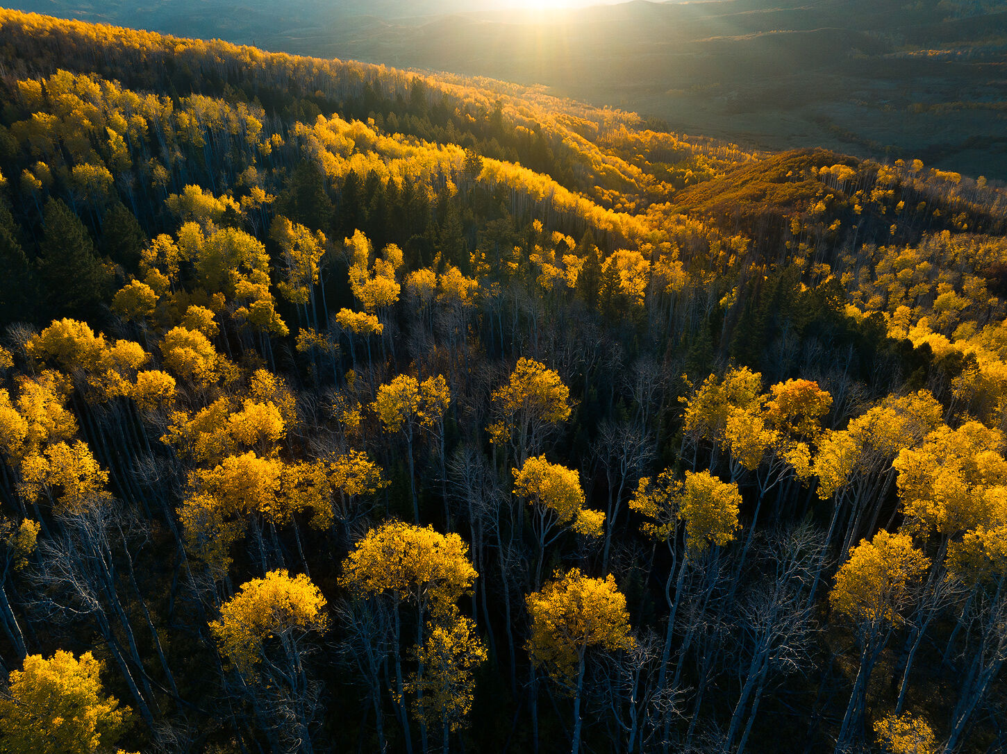 Golden Domer's | McCure Pass, Co