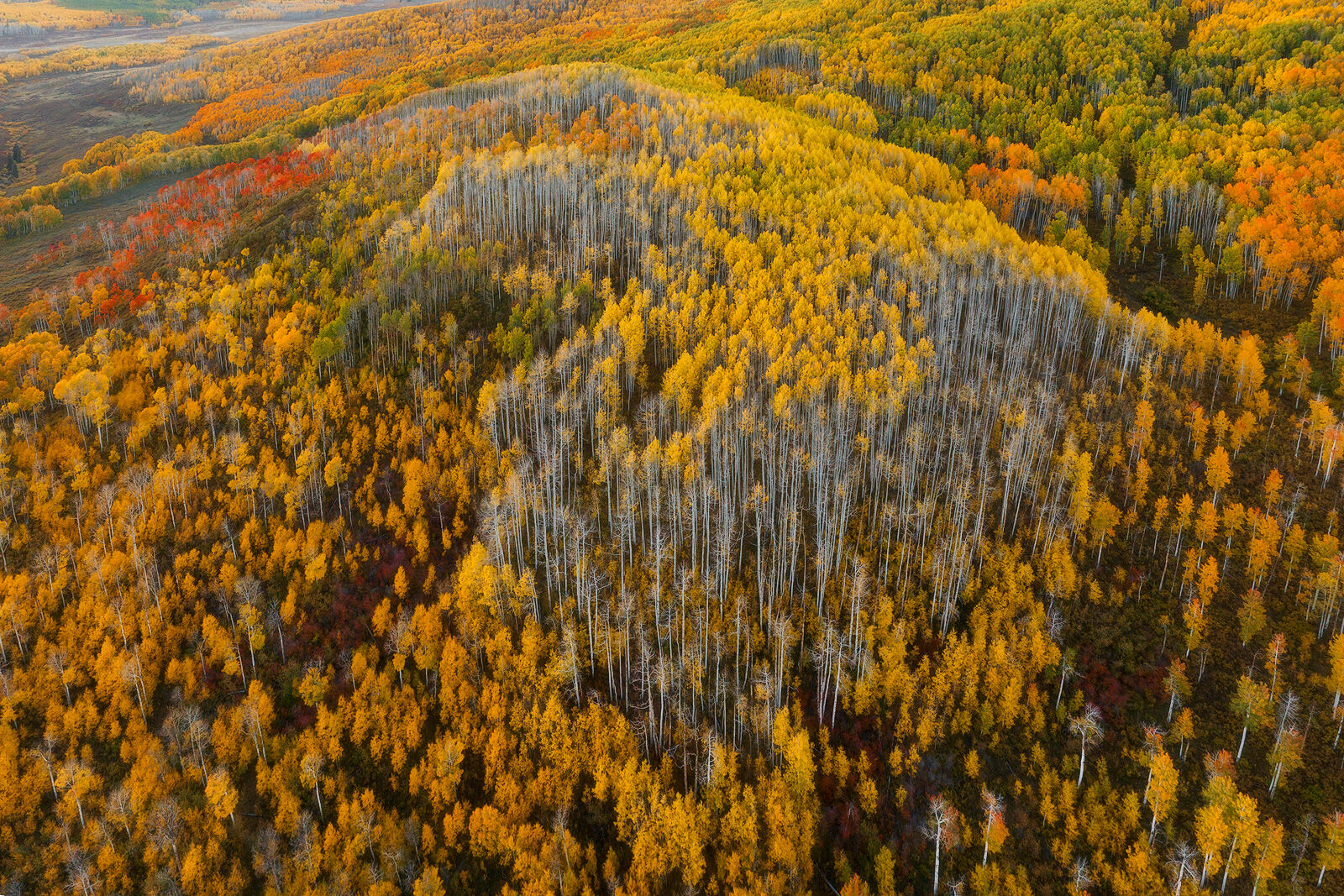 Painted Forest | Gunnison National Forest, Co