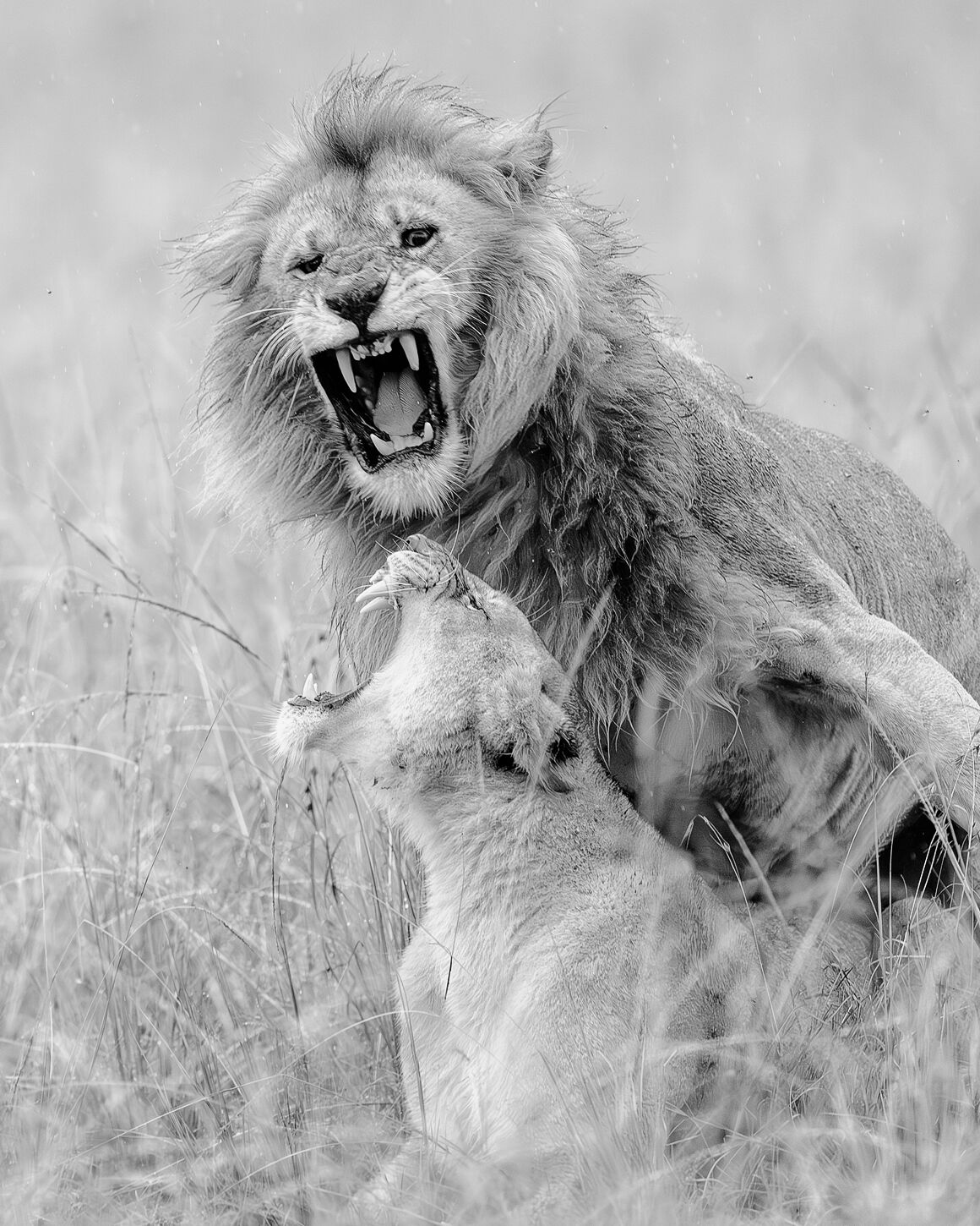 In a Tizzy | Masai Mara, Kenya