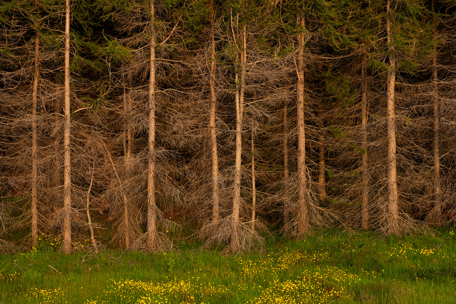 Birch Montage | Iceland