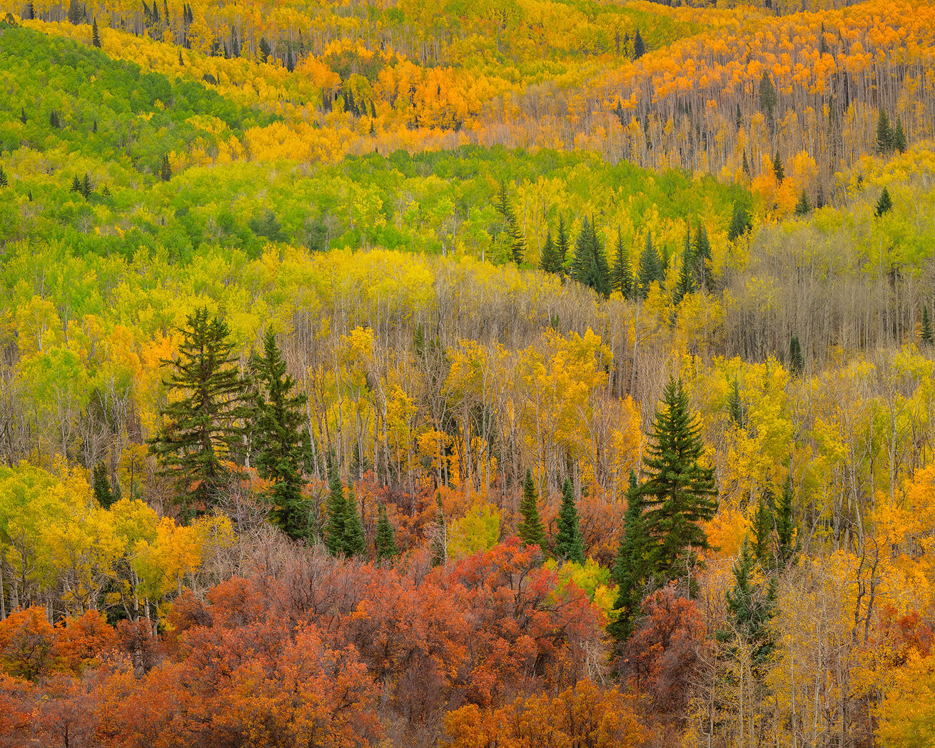 Layers of Fall | Kebler Pass Road, Co