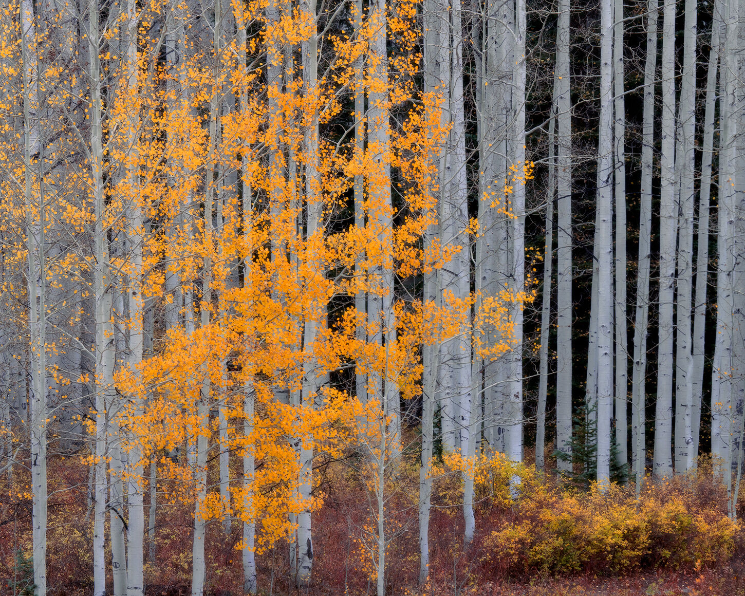 Gold Spritz | Gunnison National Forest, Co